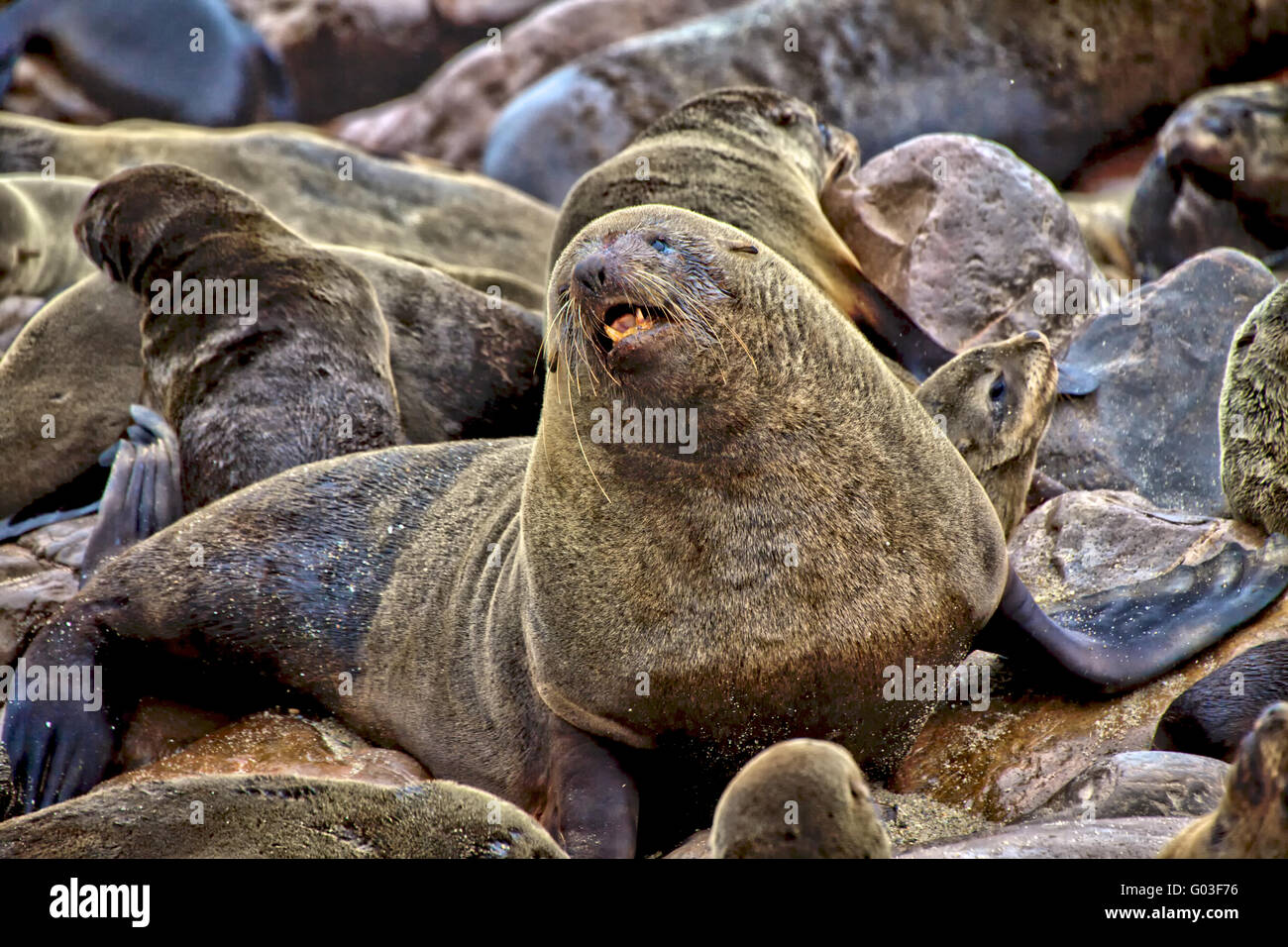 a big seal on the beach at cape cross seal reserve Stock Photo - Alamy