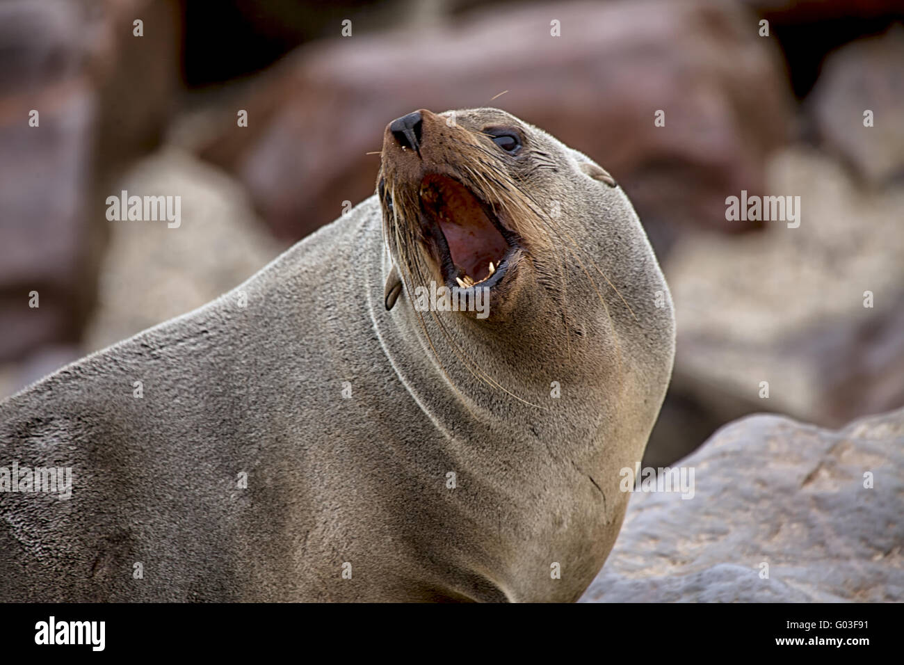 fur seal screaming on the beach at cape cross seal Stock Photo - Alamy