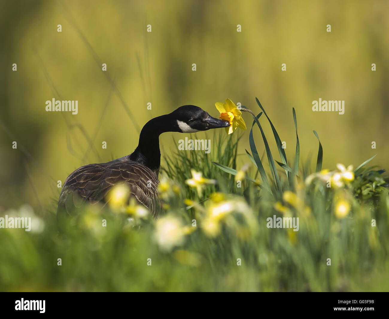 Rain goose hi-res stock photography and images - Alamy