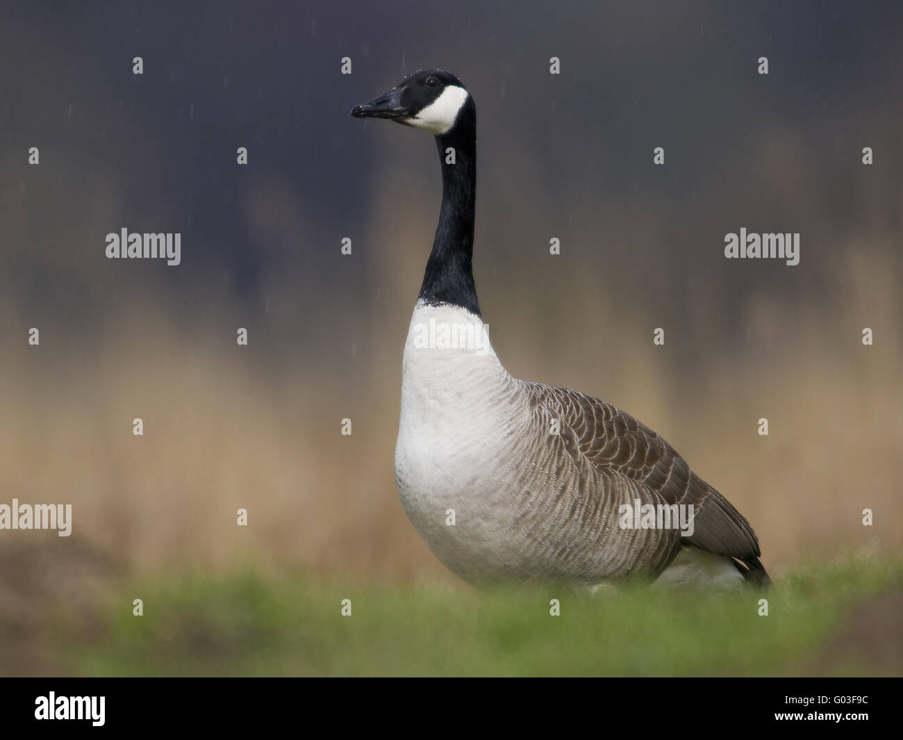 Rain goose hi-res stock photography and images - Alamy