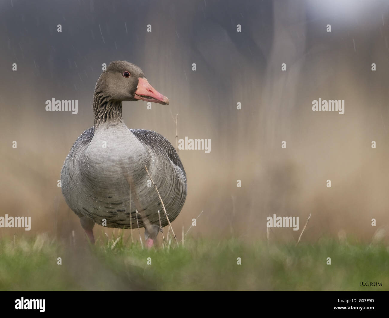 Rain goose hi-res stock photography and images - Alamy