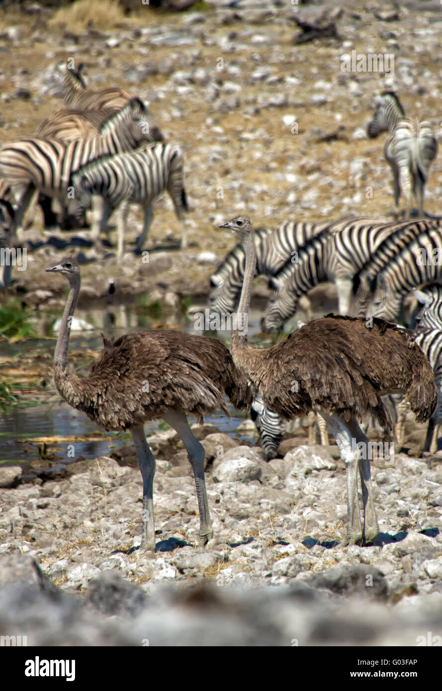 Two ostrich hi-res stock photography and images - Alamy