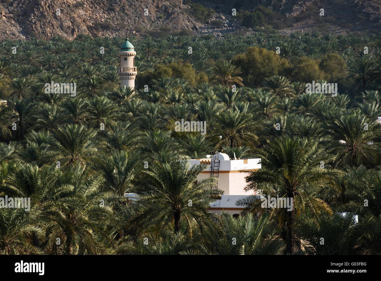 Date palms oman hi-res stock photography and images - Alamy