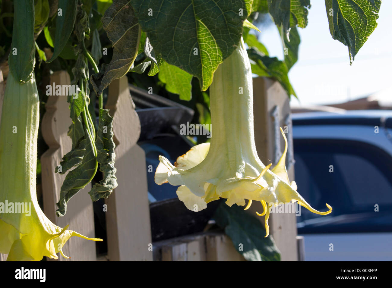 Large pure white trumpet flowers of Datura a genus of nine species of ...