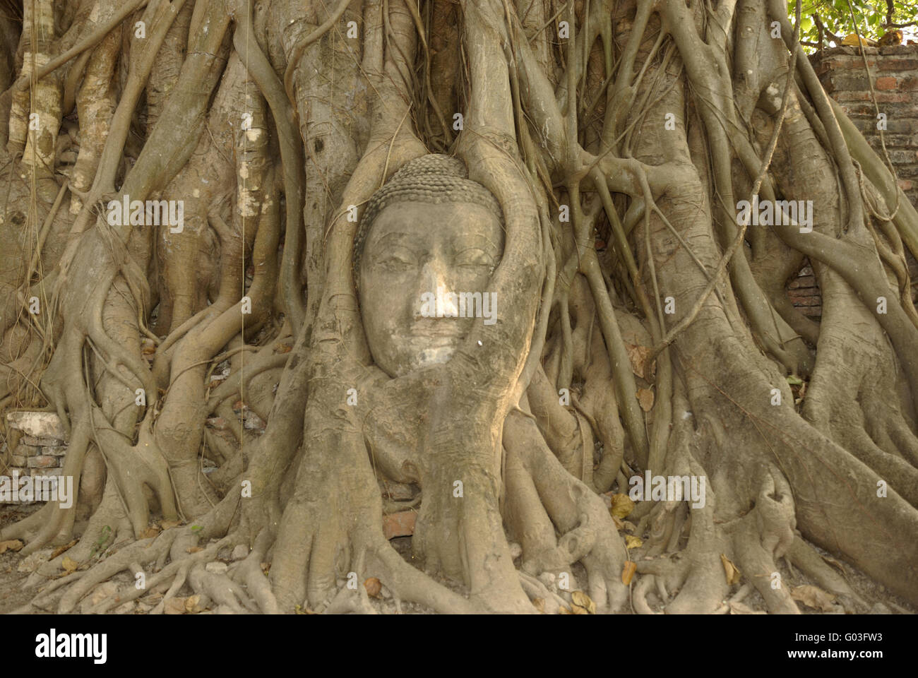 Head of a Buddha overgrown by roots at Wat Mahatha Stock Photo - Alamy