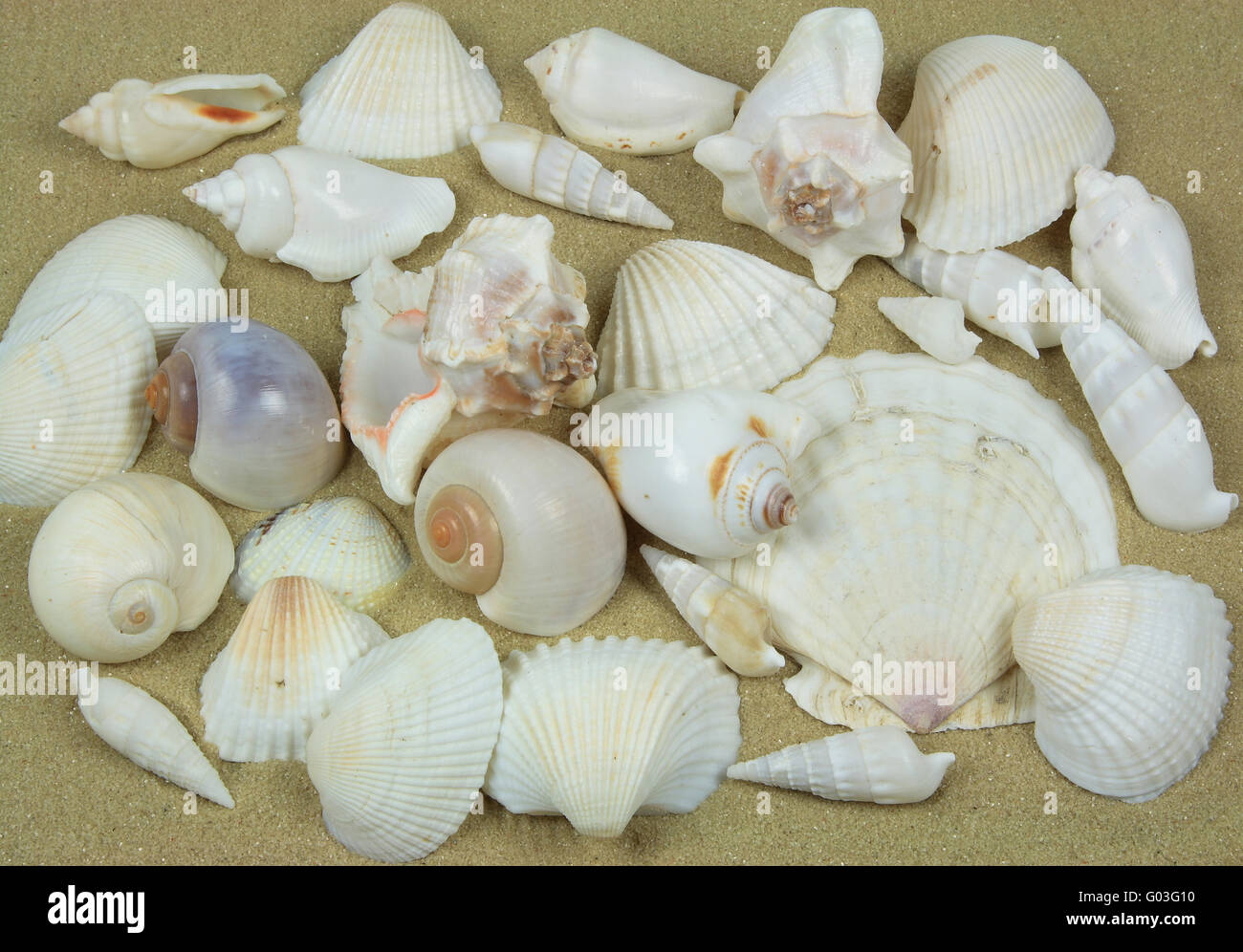 Still picture of group of different types marine m Stock Photo - Alamy