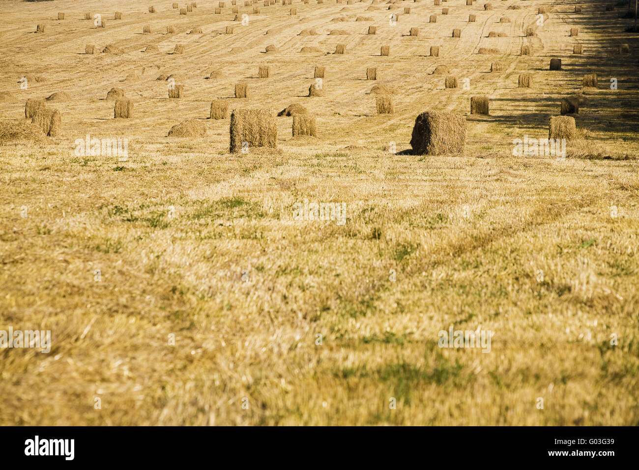 Yellow haystacks on a pure field from a crop in th Stock Photo - Alamy