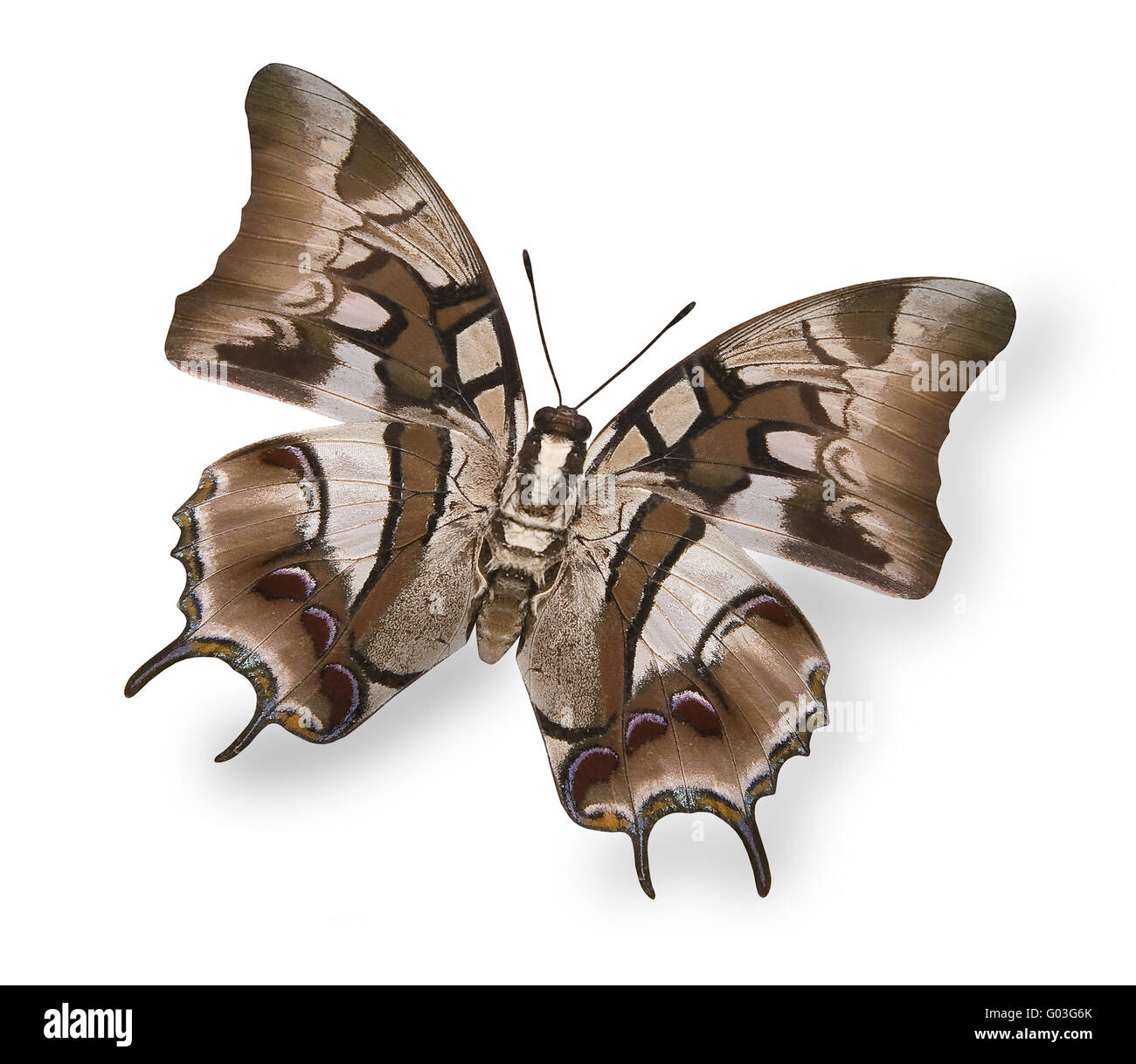 Bright picture of beige tropical butterfly isolated on white Stock ...