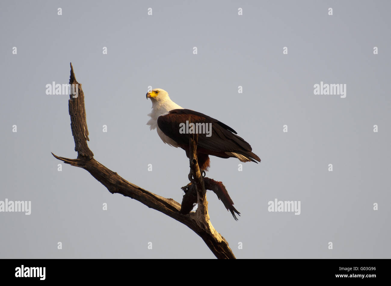 African fish eagle Stock Photo - Alamy