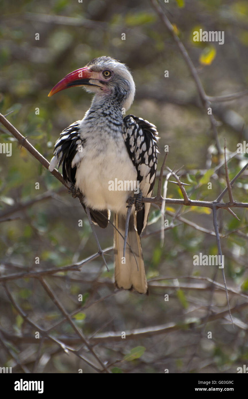 Red hornbill hi-res stock photography and images - Alamy