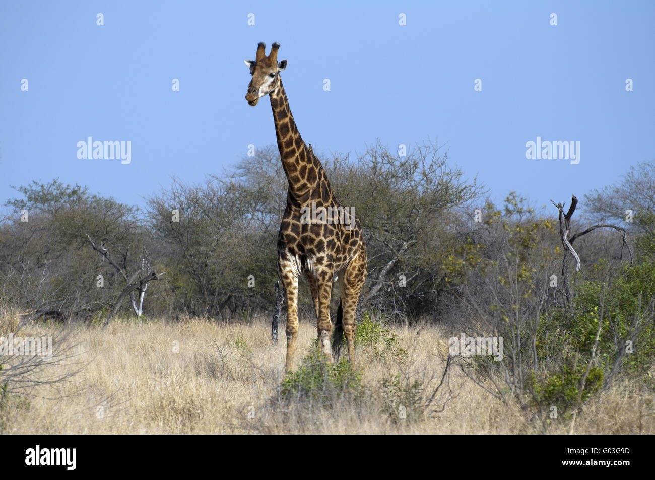 Giraffe tier hi-res stock photography and images - Alamy