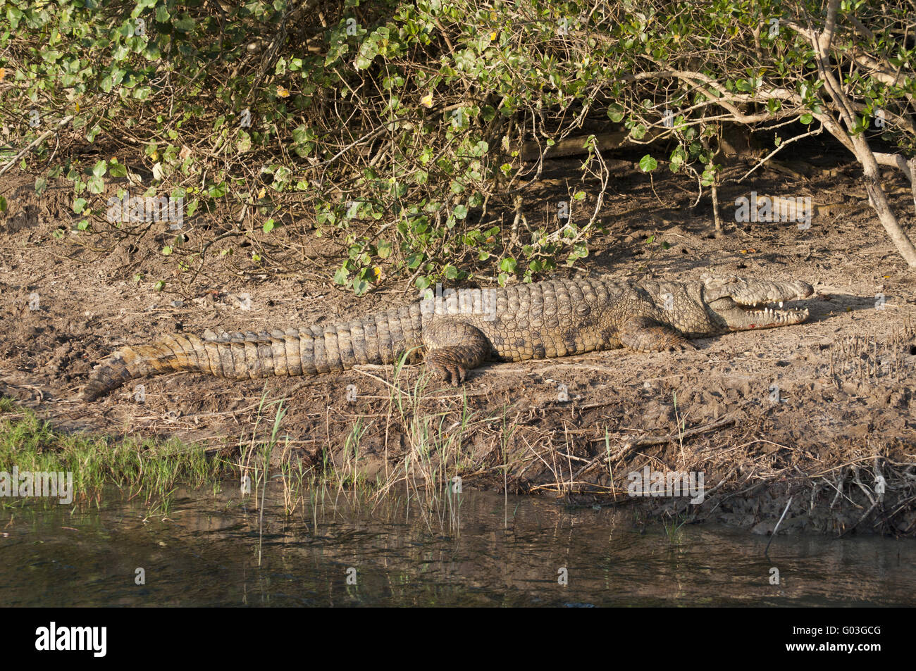Crocodile wetland hi-res stock photography and images - Alamy