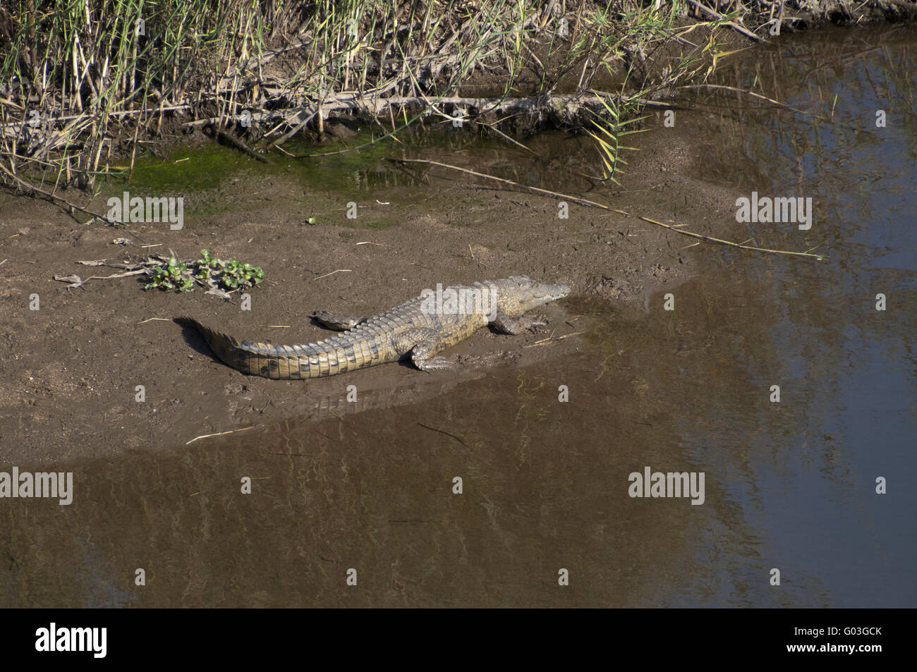 Krokodil tier hi-res stock photography and images - Alamy
