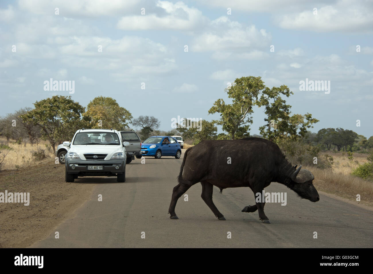 Buffalo car hi-res stock photography and images - Alamy