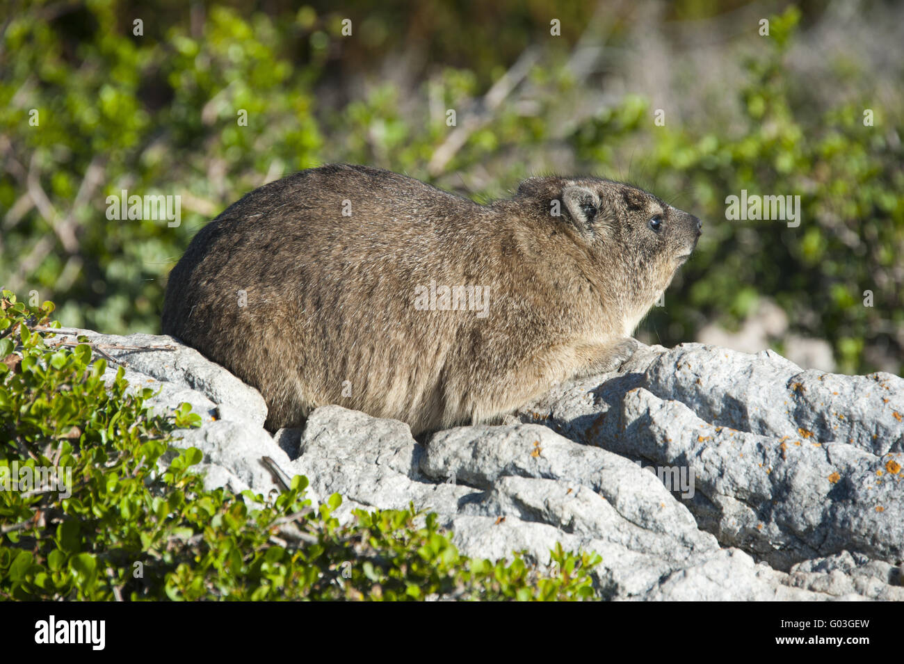 Cape dassie hi-res stock photography and images - Alamy
