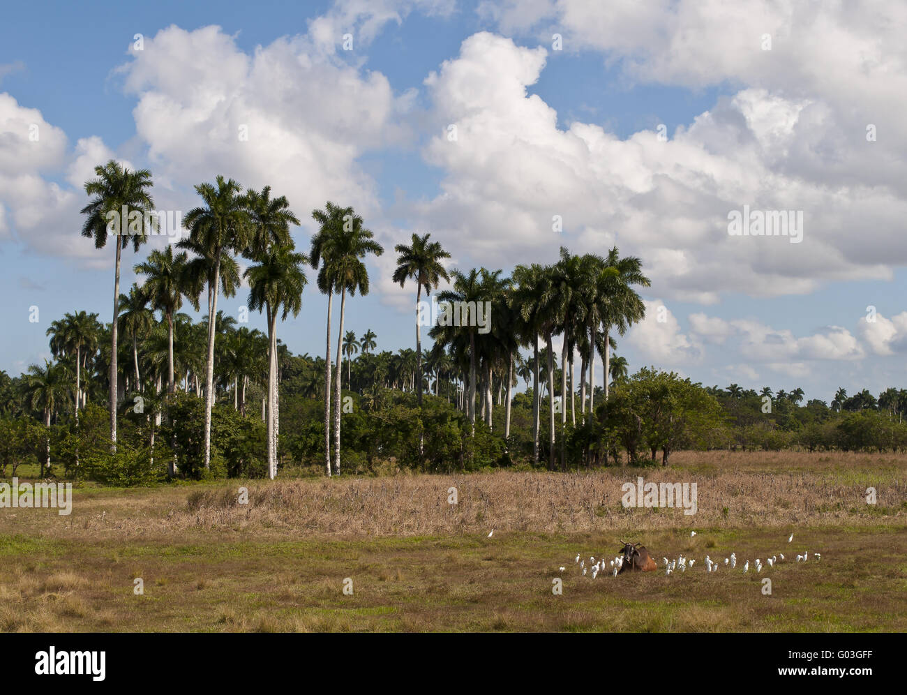 field with palm trees Stock Photo - Alamy