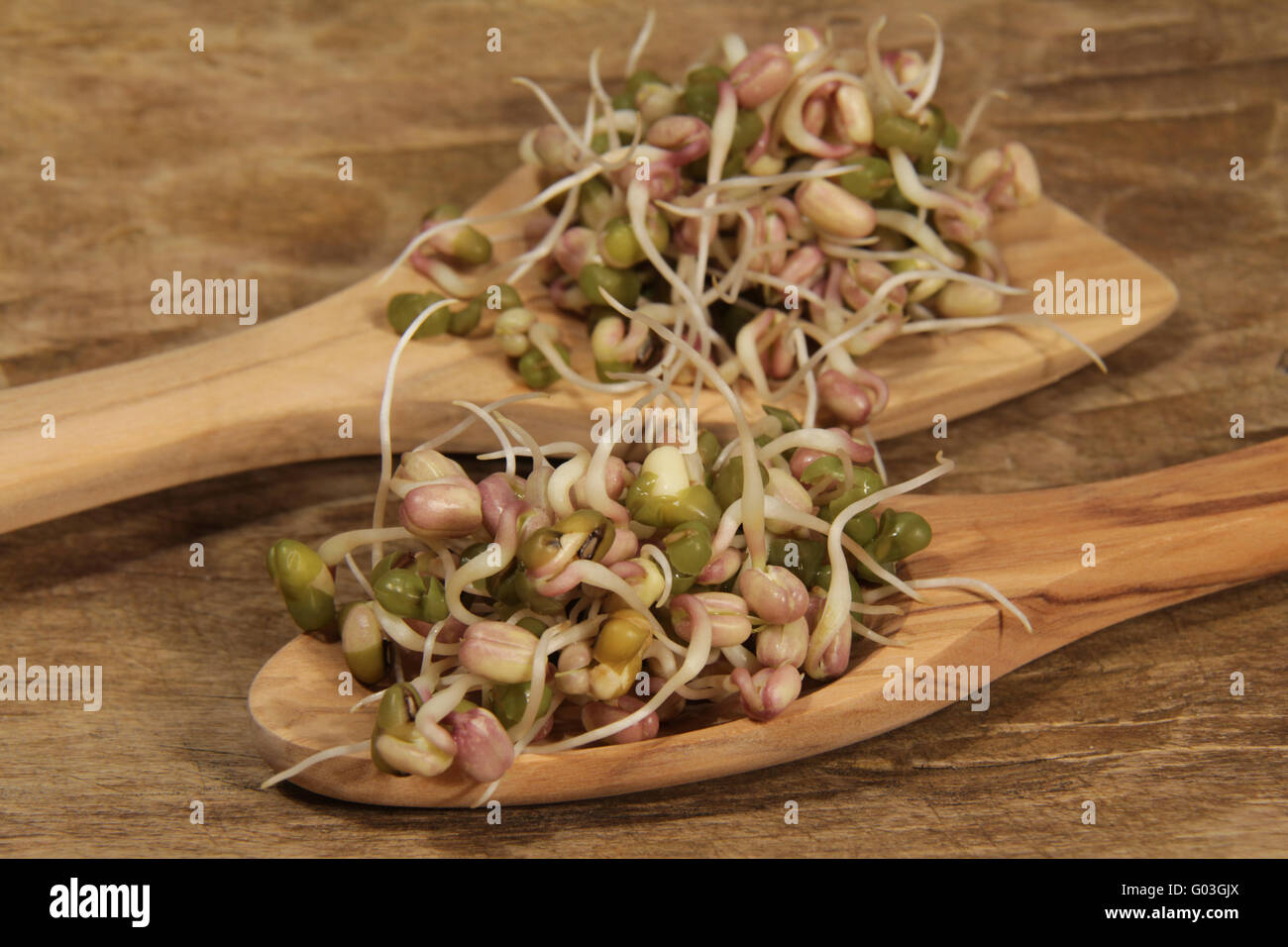 germinating mung beans Stock Photo - Alamy