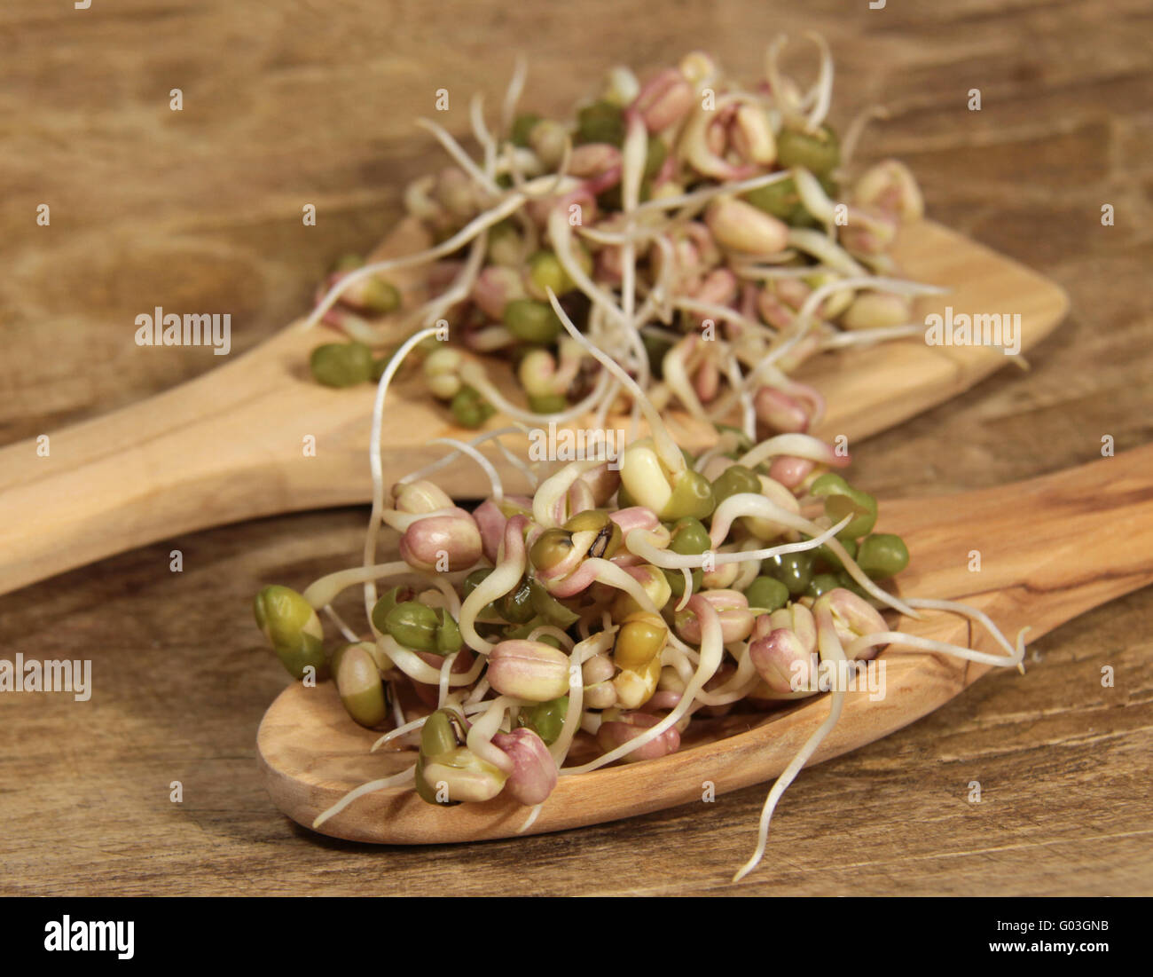 germinating mung beans Stock Photo - Alamy