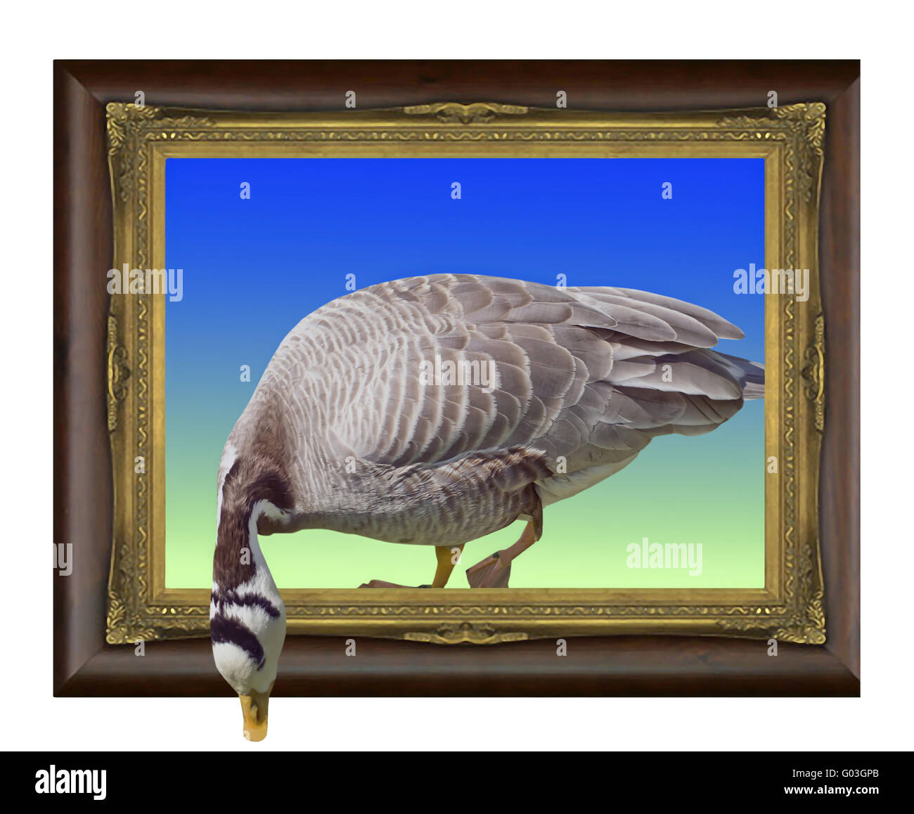 goose comes out of the frame Stock Photo - Alamy