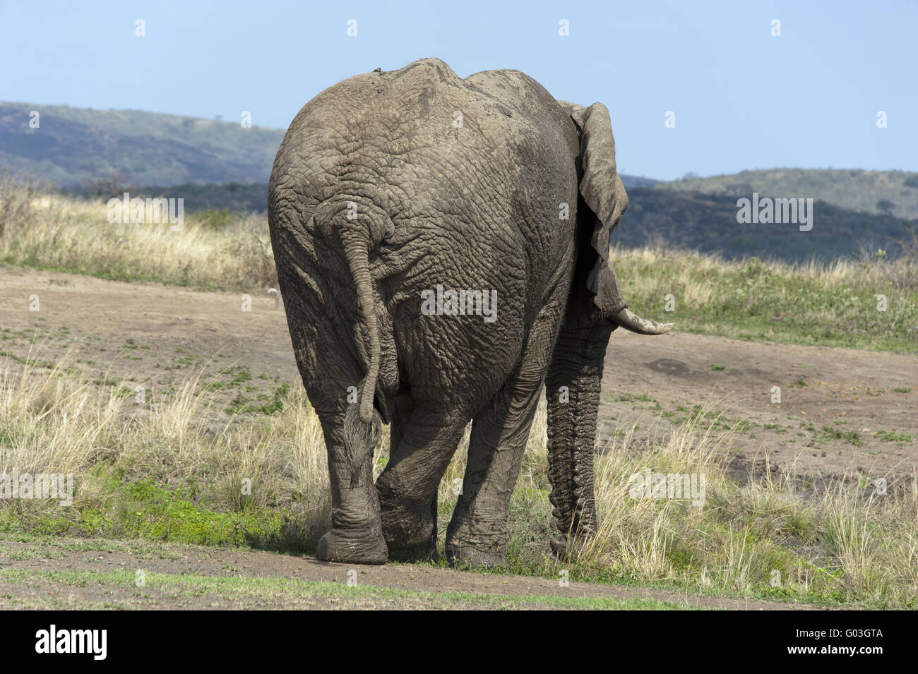 Elefant bulle hi-res stock photography and images - Alamy
