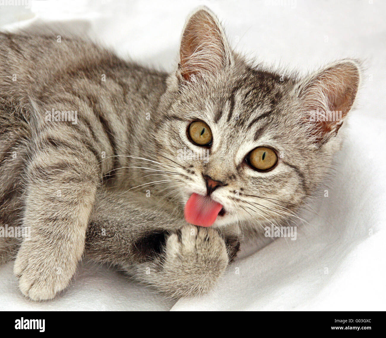 Haustierfoto hi-res stock photography and images - Alamy
