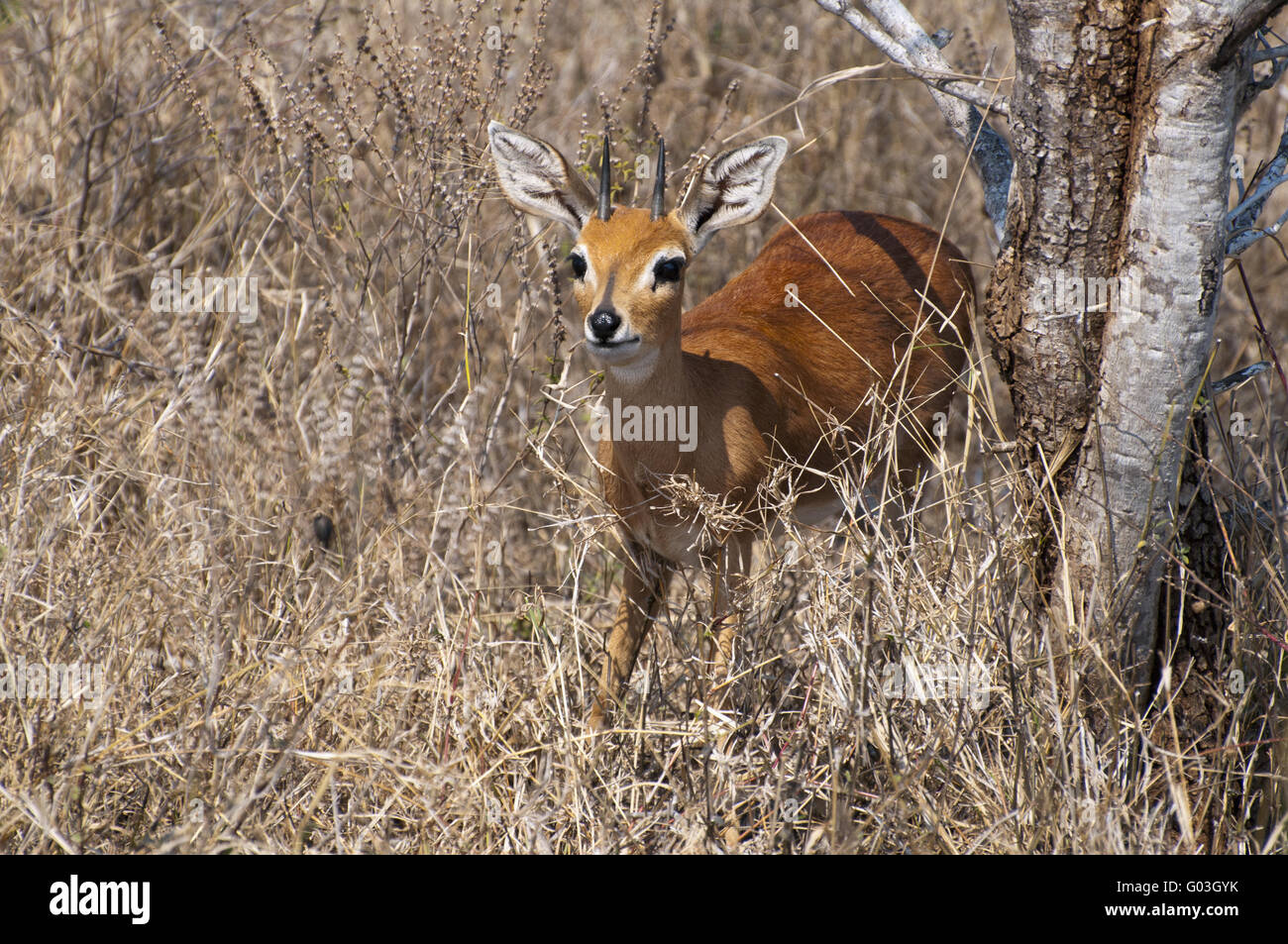 Steinbock hi-res stock photography and images - Alamy