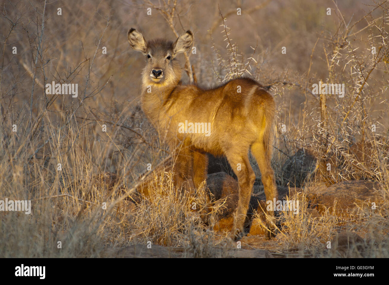 Water_buck hi-res stock photography and images - Alamy