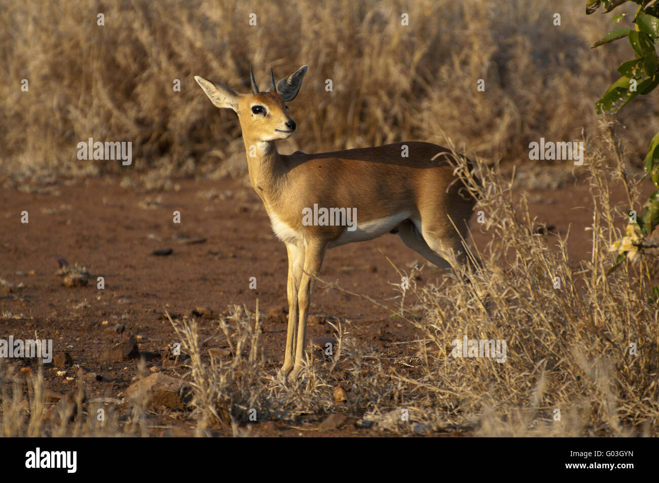Steenbuck hi-res stock photography and images - Alamy