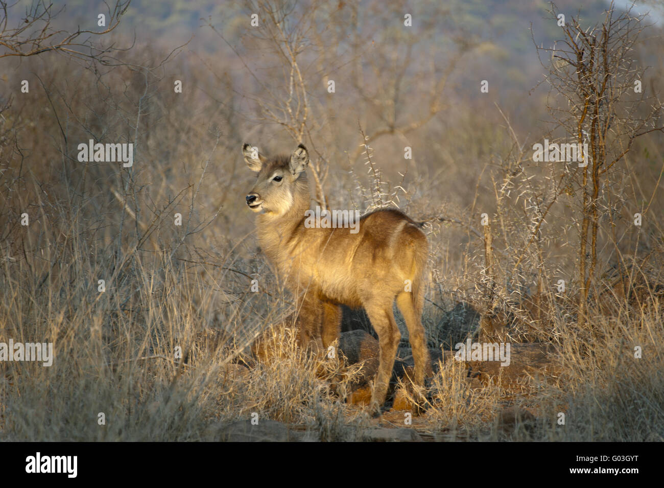 Nationalpark afrika hi-res stock photography and images - Alamy