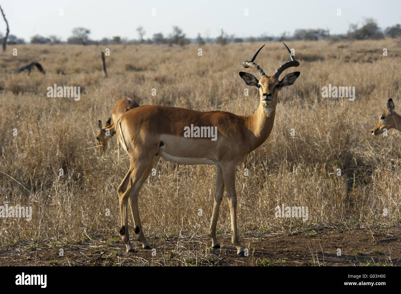 Impala animal hi-res stock photography and images - Alamy