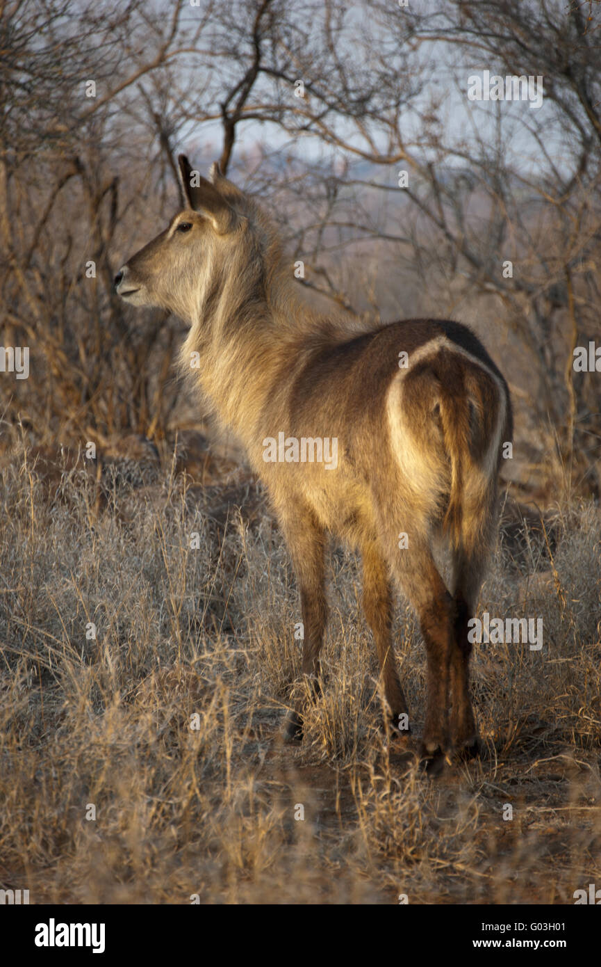 Wasserbock afrika hi-res stock photography and images - Alamy