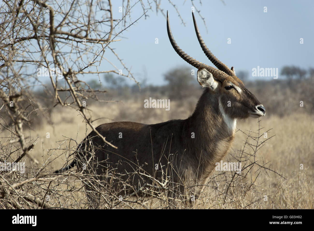 Wasserbock afrika hi-res stock photography and images - Alamy