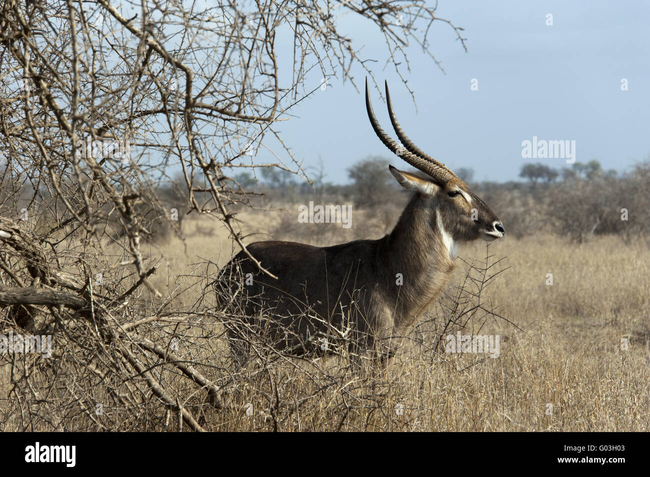 Wasserbock afrika hi-res stock photography and images - Alamy