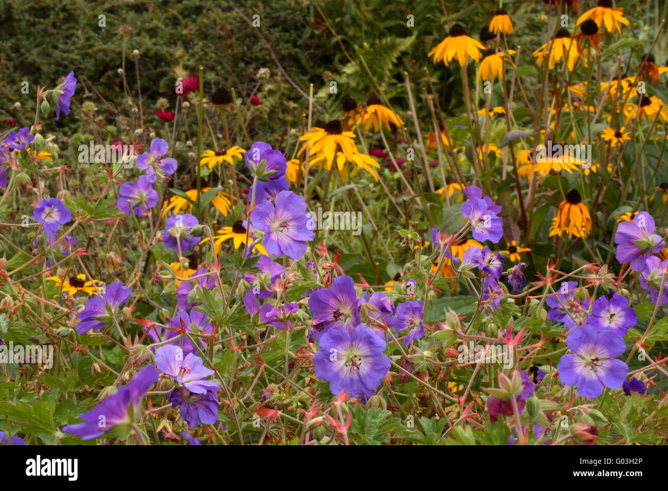Geranium flower border hi-res stock photography and images - Alamy