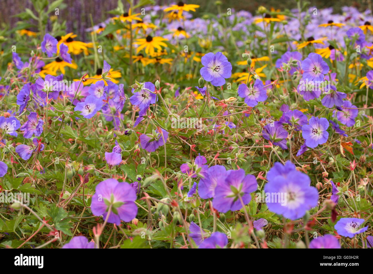 Geranium rozanne garden border hi-res stock photography and images - Alamy