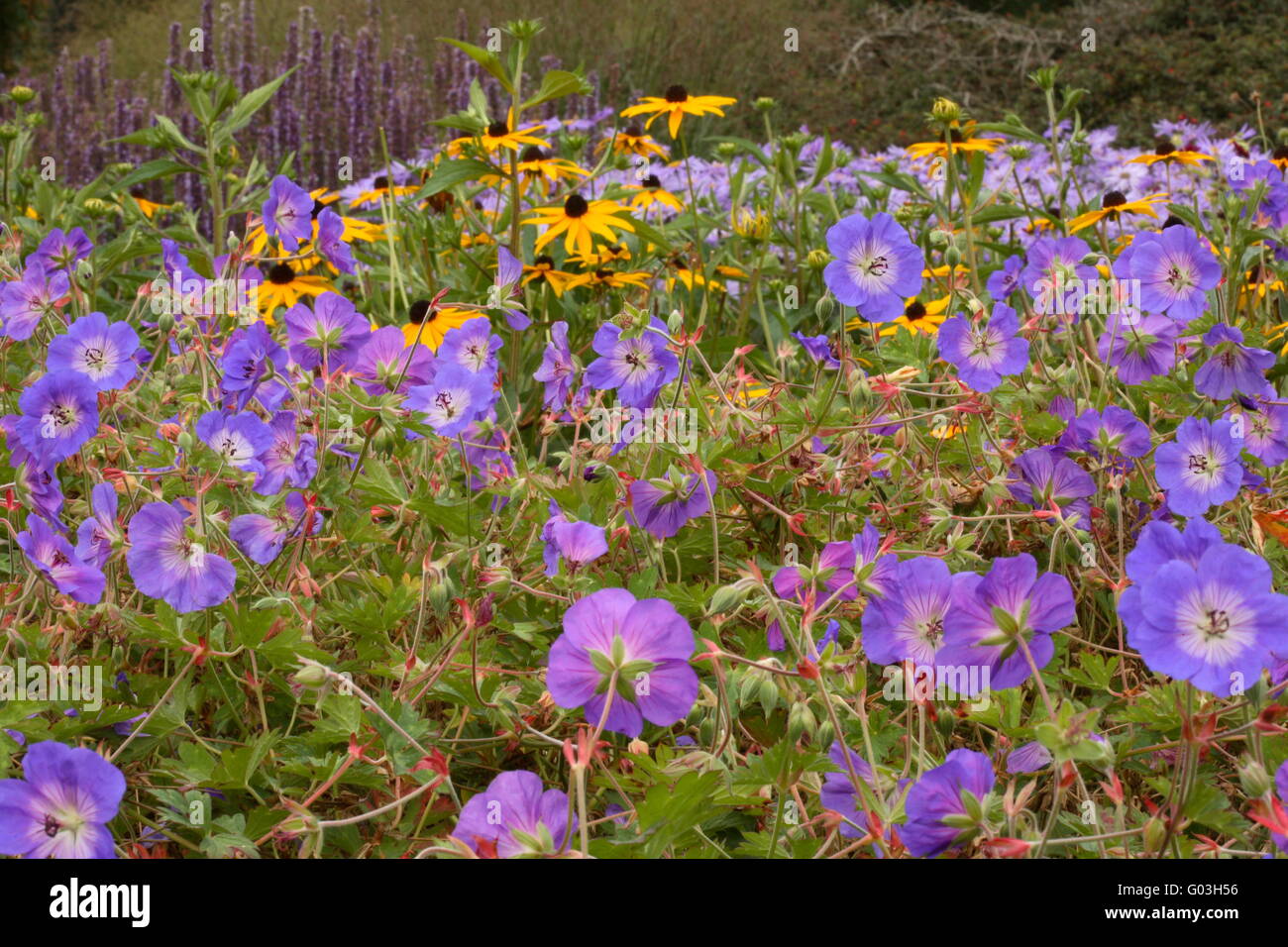 Geranium rozanne garden border hi-res stock photography and images - Alamy