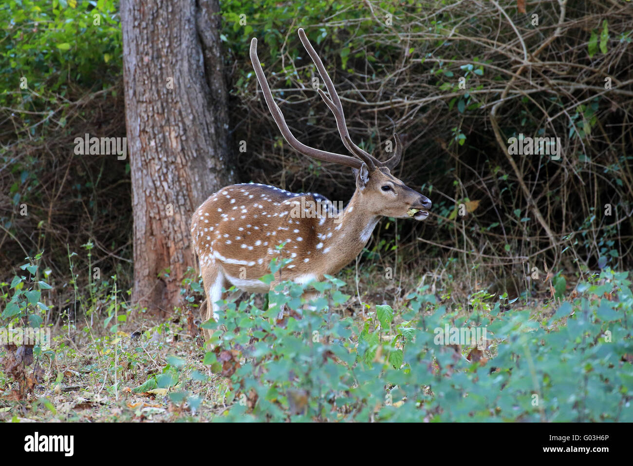 spotted, deer, K Gudi, B R Hills, Karnataka, India Stock Photo - Alamy
