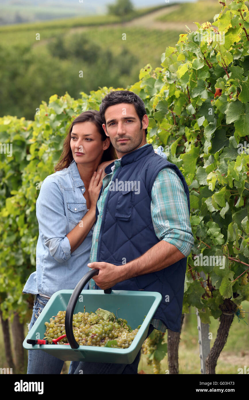 Grape picking hi-res stock photography and images - Alamy