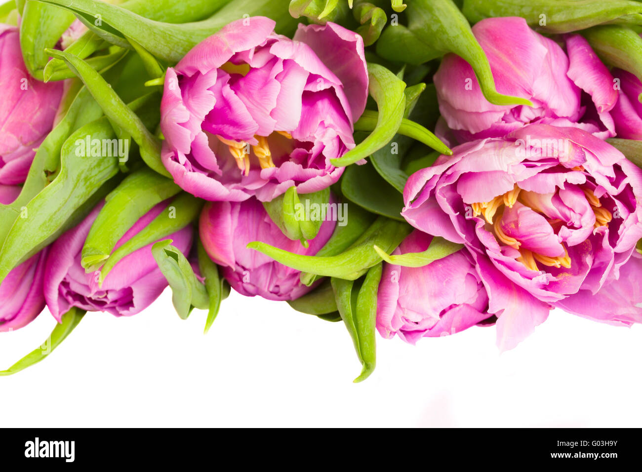 purple tulips border Stock Photo - Alamy