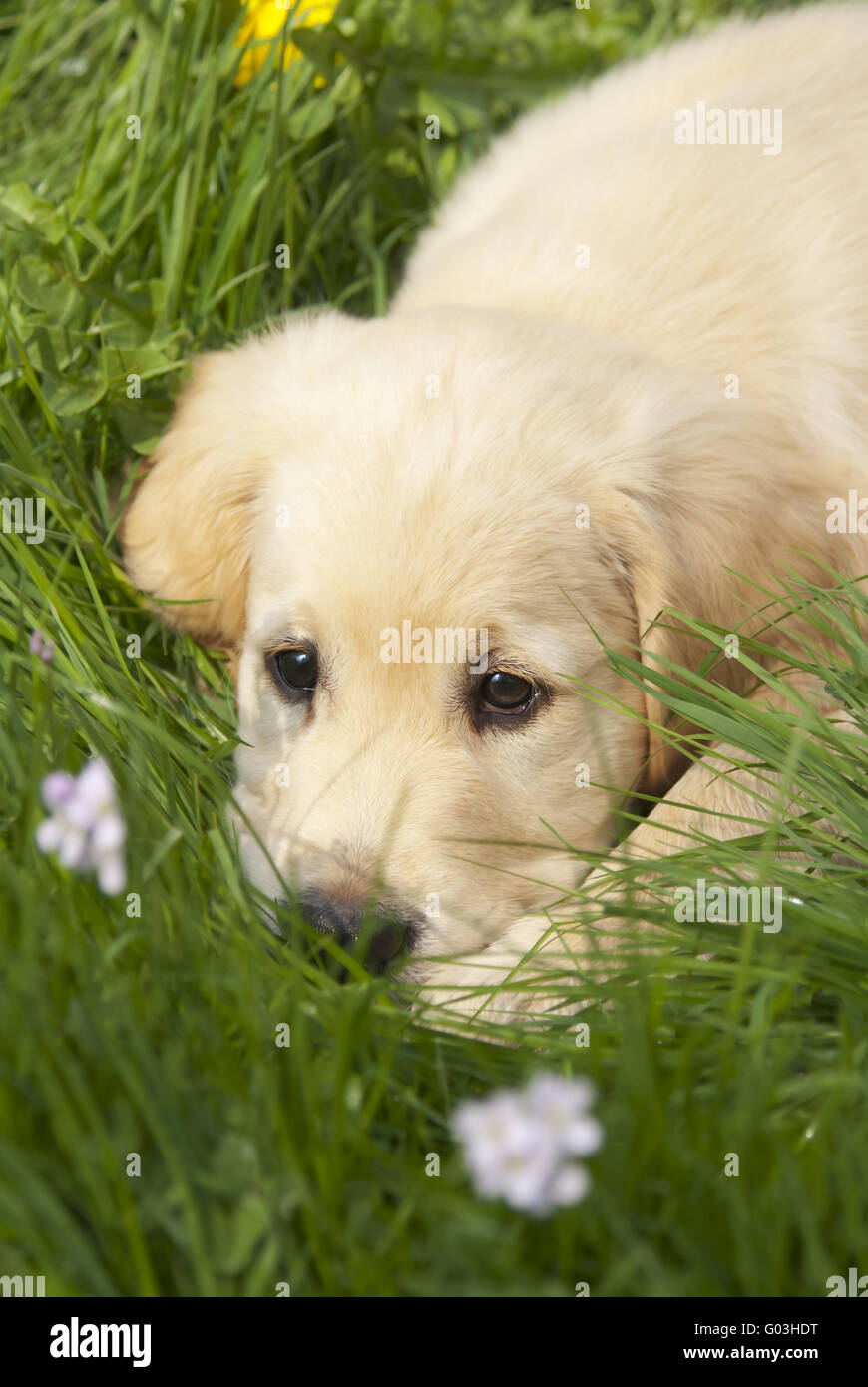 Golden retriever resting head on hi-res stock photography and images ...