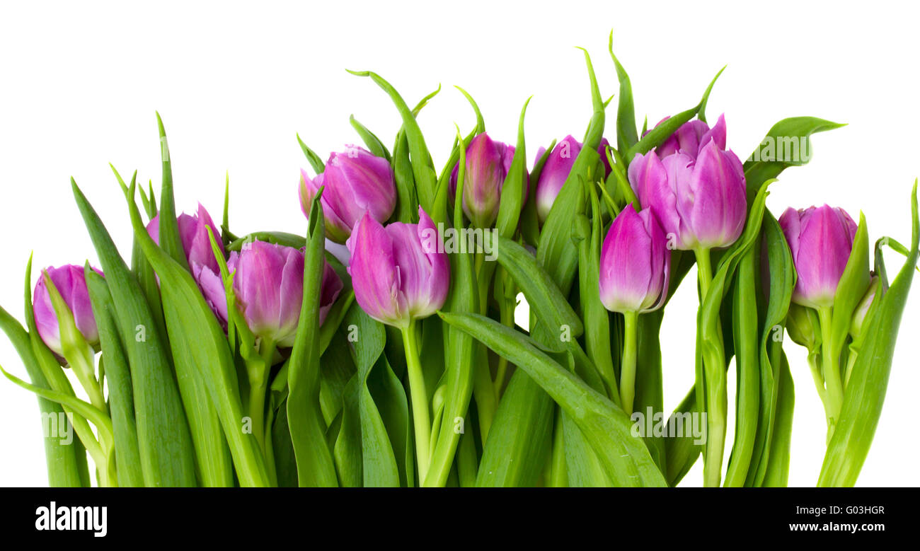 purple tulips border Stock Photo - Alamy