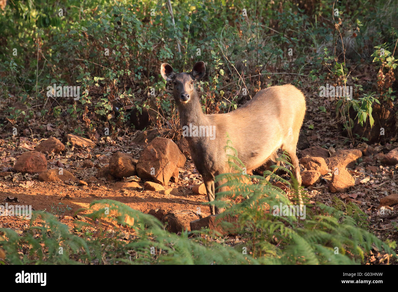 Sambar Deer High Resolution Stock Photography and Images - Alamy