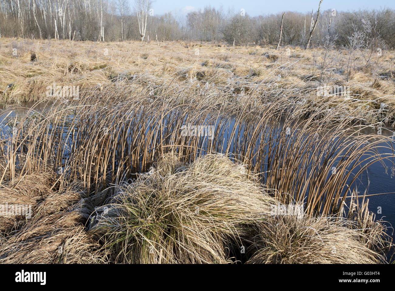 Birch forest and sedge reed, Germany, Bavaria Stock Photo - Alamy