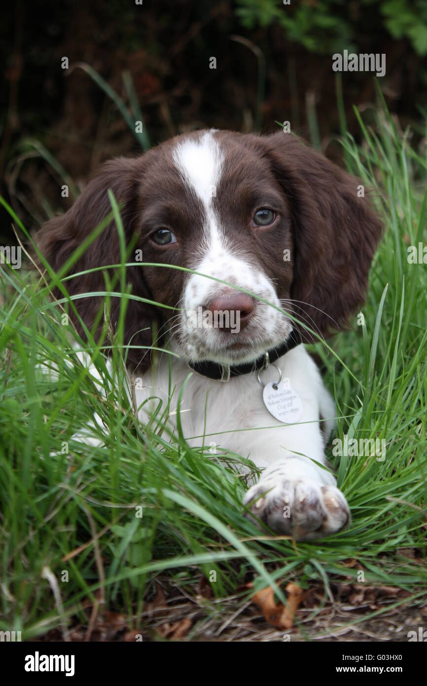 Working springer spaniel puppy hi-res stock photography and images - Alamy