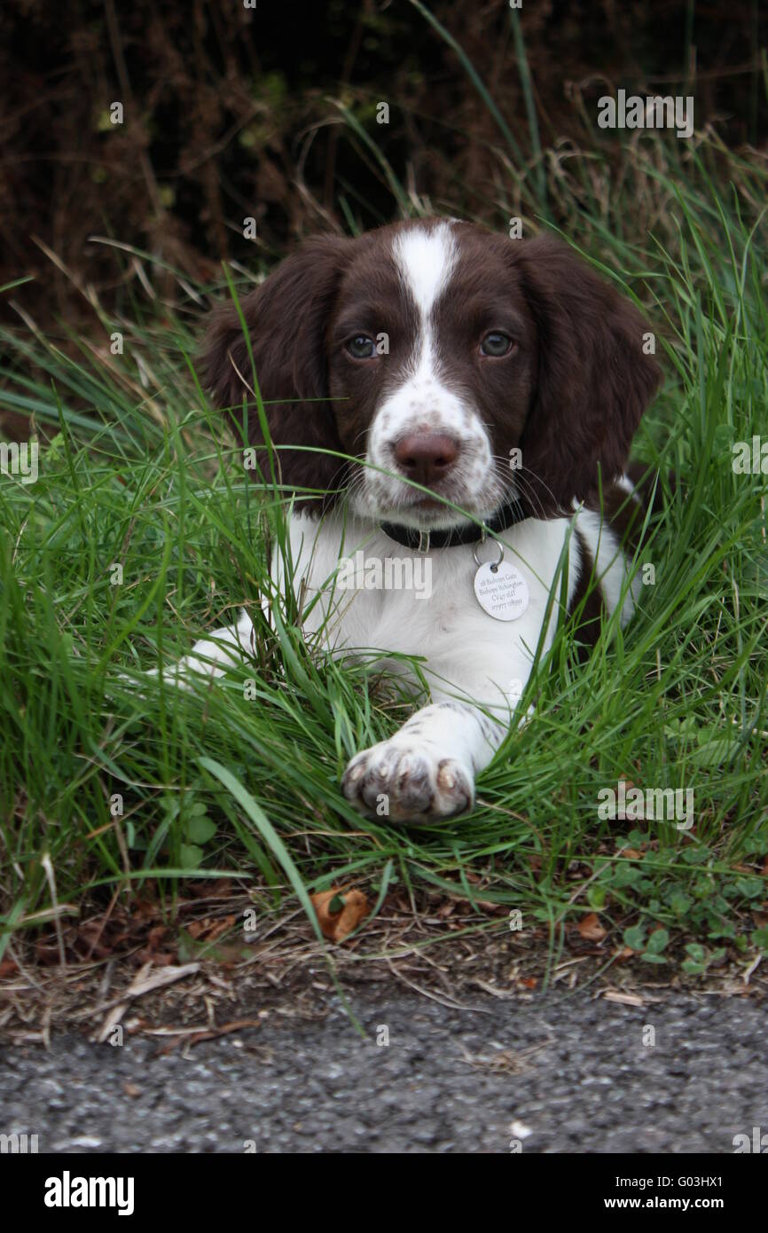 Working english springer spaniel hi-res stock photography and images ...