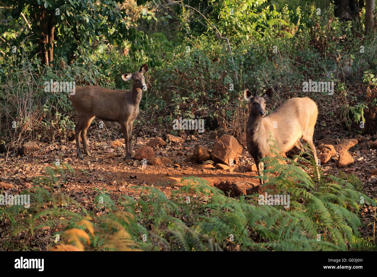 Species of deer native to india hi-res stock photography and images - Alamy