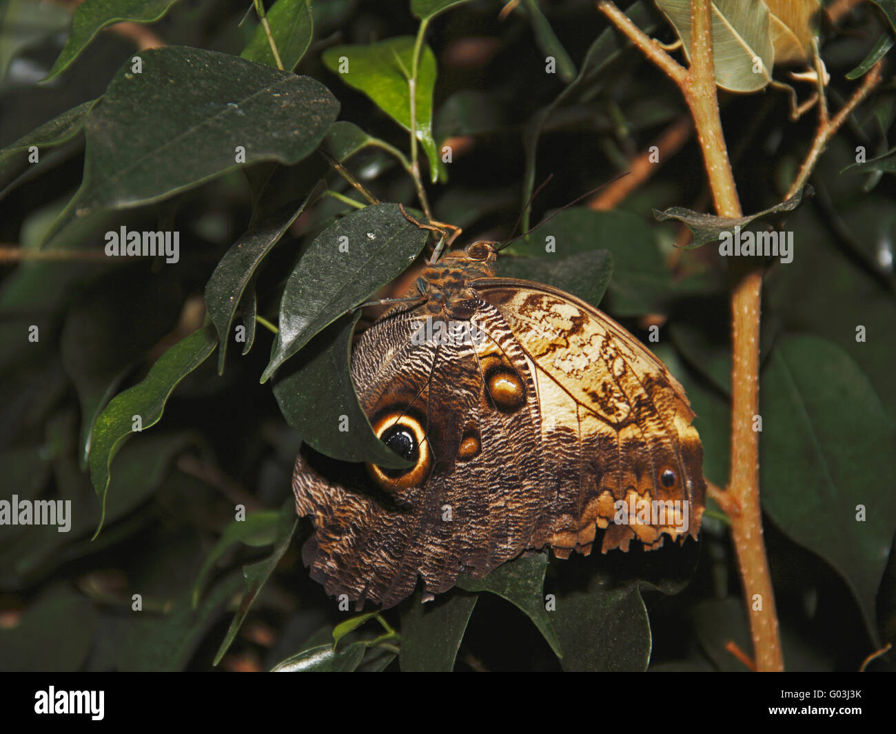 Caligo falter hi-res stock photography and images - Alamy