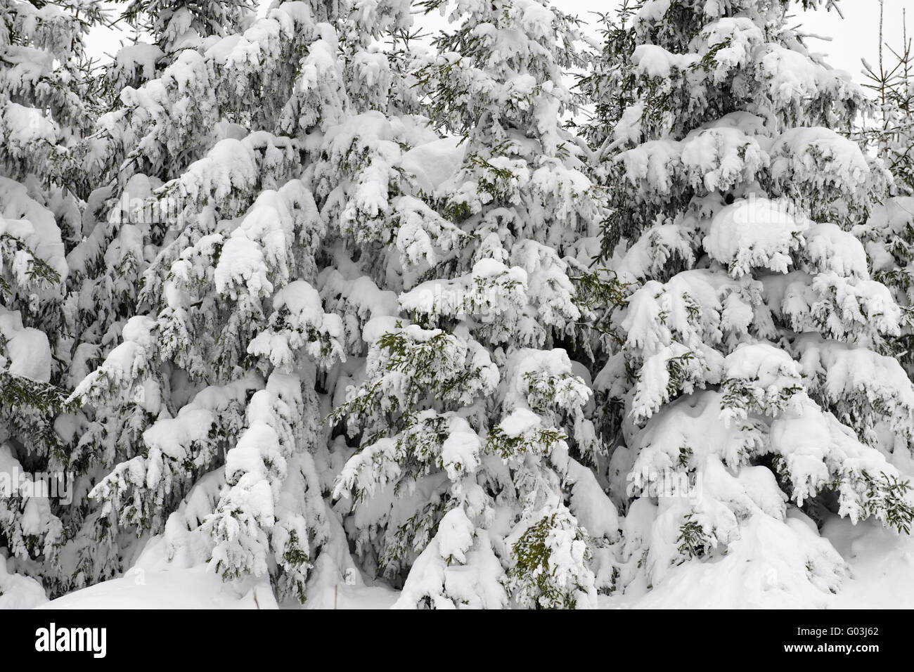 Europe fir hi-res stock photography and images - Alamy