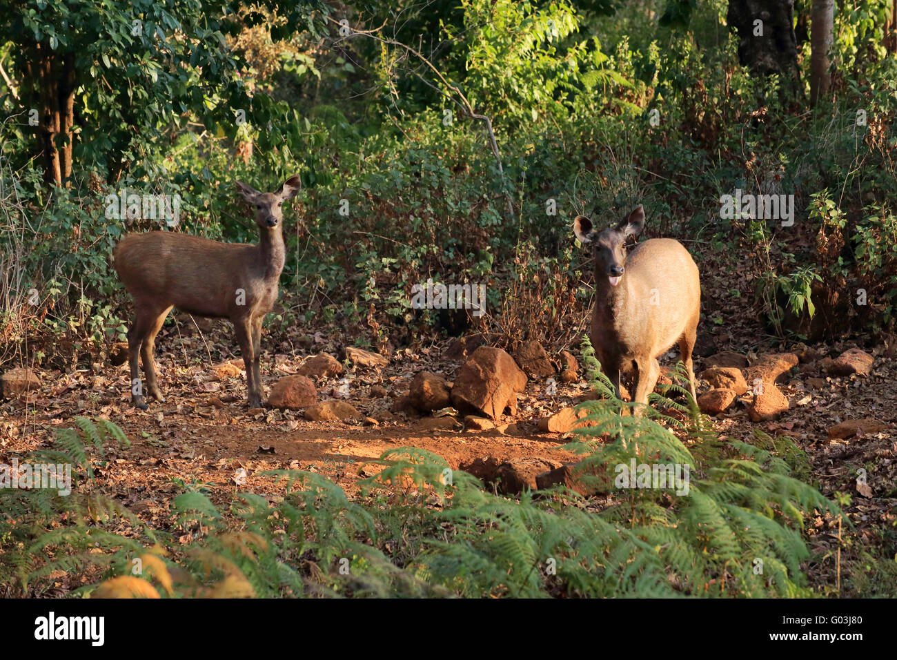 Species of deer native to india hi-res stock photography and images - Alamy