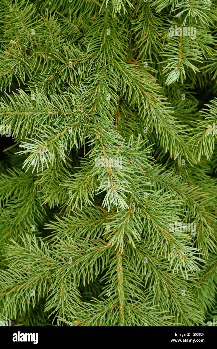 Brightly green prickly branches of a fur-tree or p Stock Photo - Alamy